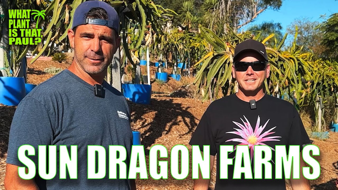 SUN DRAGON FARMS DRAGON FRUIT TOUR / AMAZING BACKYARD FARM / LOTS OF ...