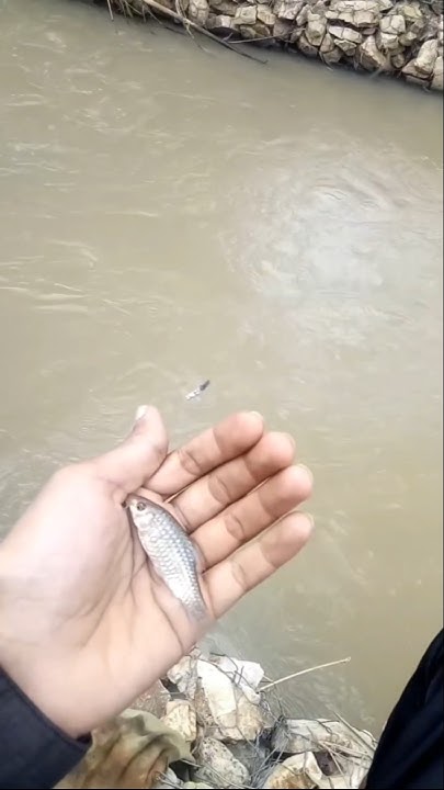 MANCING DI SUNGAI STRIKE WADER #microfishing #mancingwader #mancinguceng #mancingliar #shorts ...