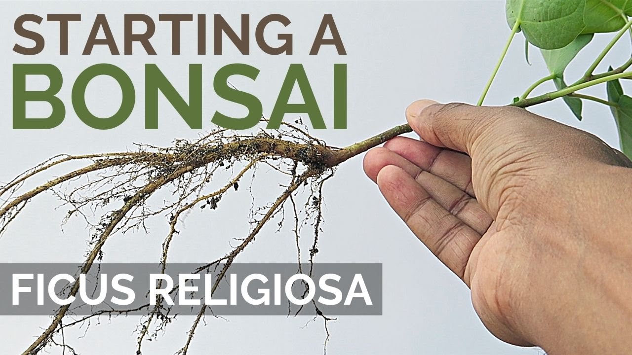 How to start bonsai from a sapling || Starting a Ficus Religiosa bonsai ...