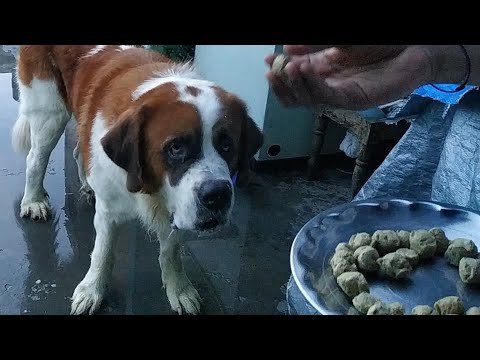 Bruno trying to Catch Soyabean Balls | Bruno Singh | Bruno - The Saint ...