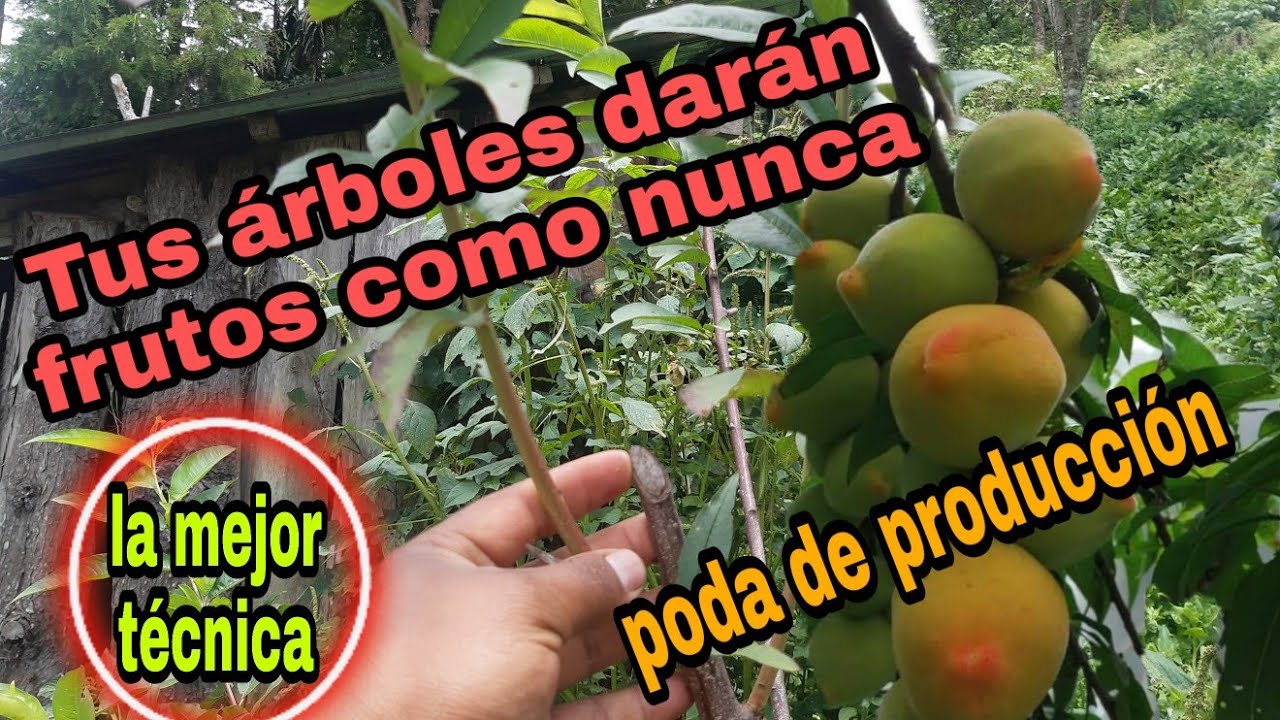 ¿Tus árboles no dan frutos?/ como podar un frutal y hacer que se llenen ...
