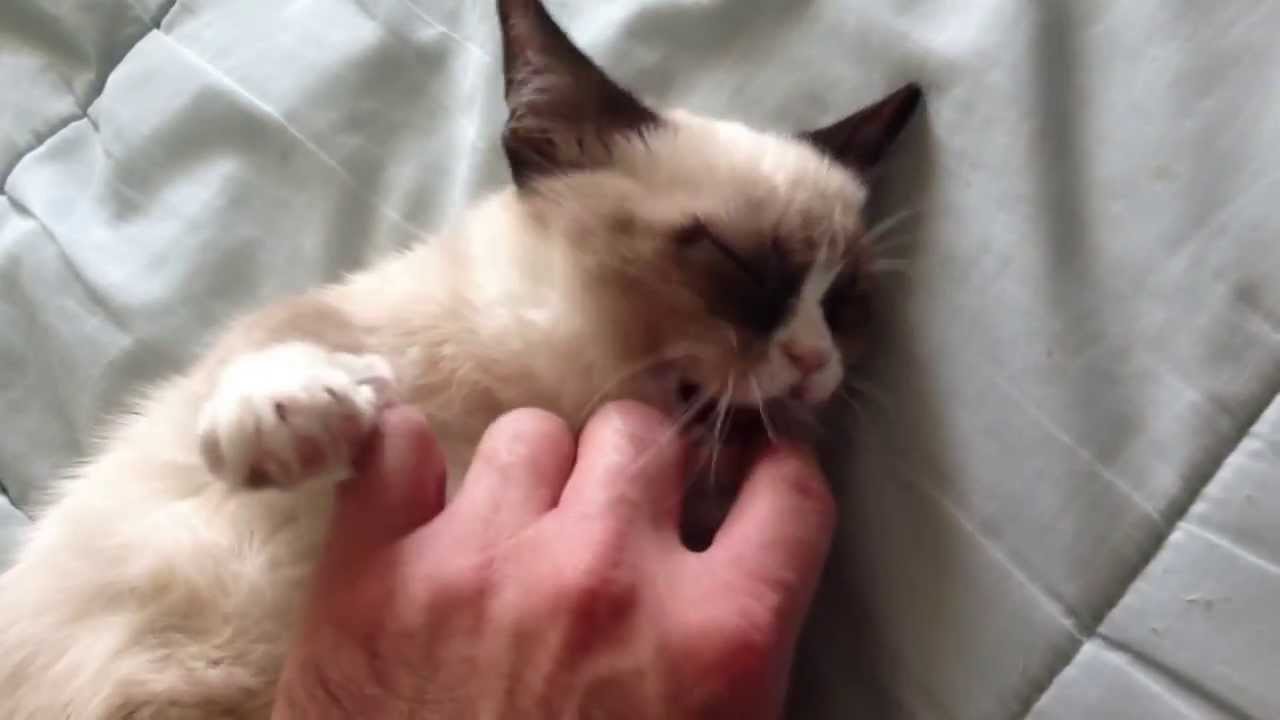 The Original Grumpy Cat - YouTube