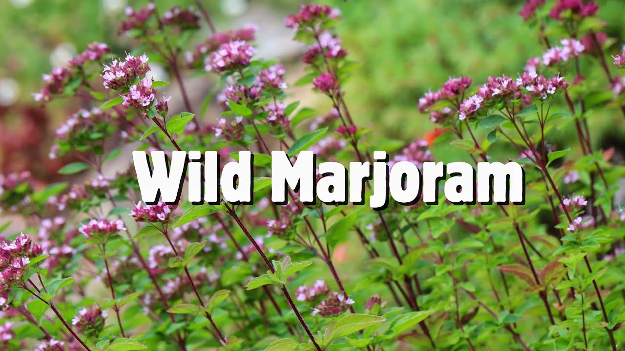 Wild marjoram/ Oregano identification - YouTube