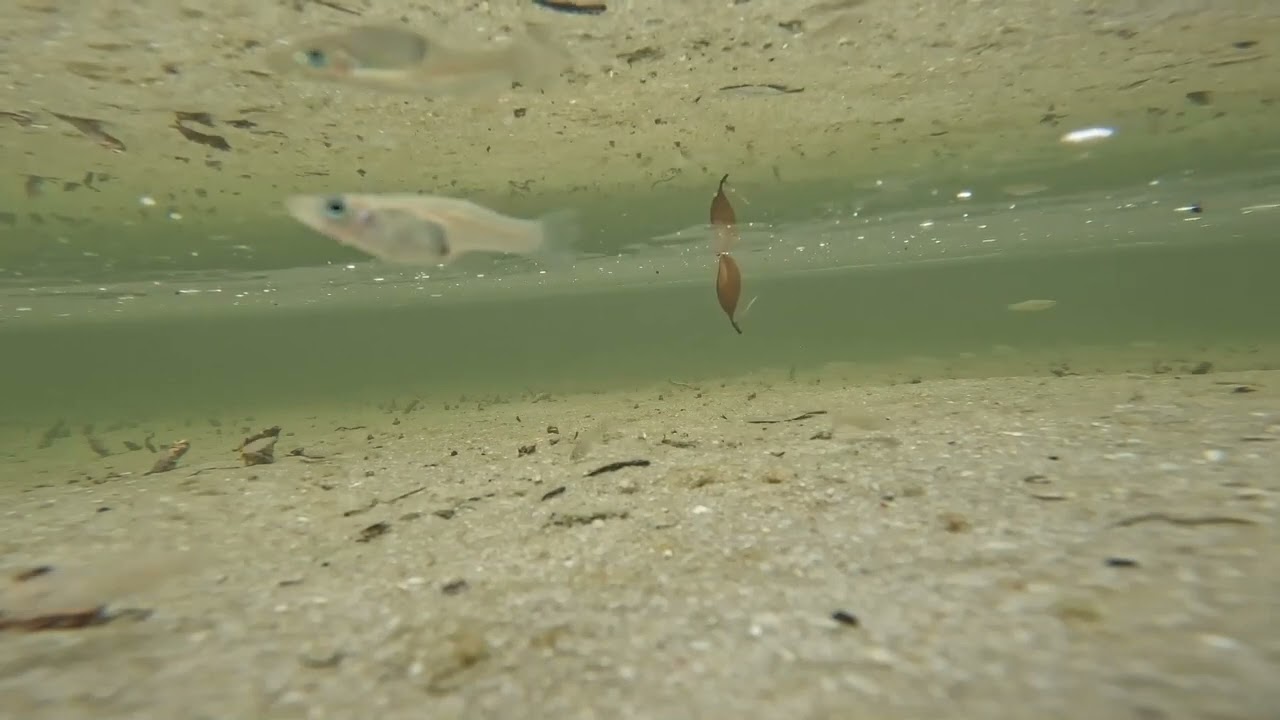 6 Hours Of Relaxing Underwater Sounds | Sleep / Relax / Study ...