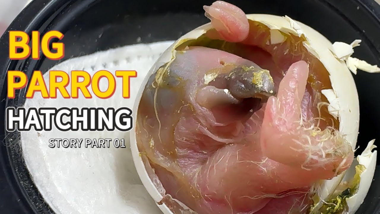 Parrot egg hatching | Parrot egg hatching in Incubator - YouTube