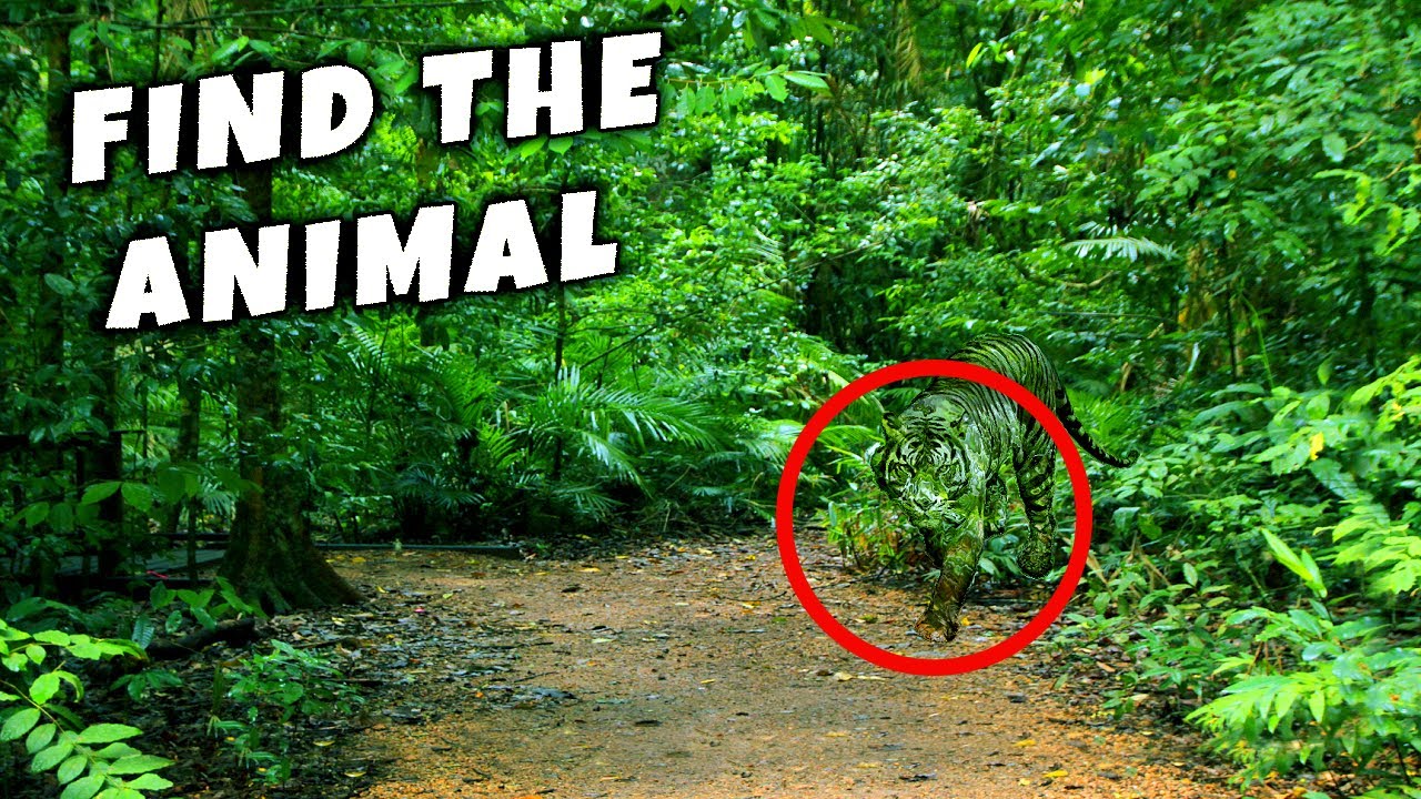 Find the Hidden Animals - YouTube