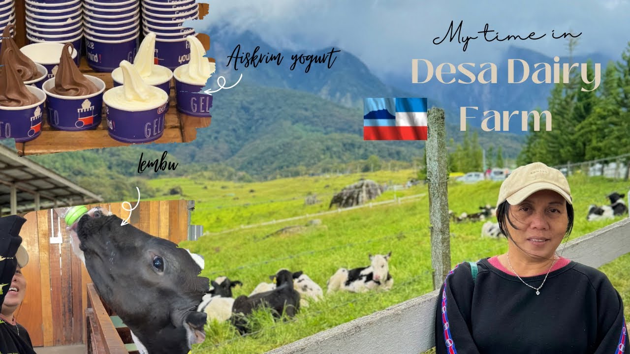 “Little New Zealand” di Sabah Desa Dairy Farm (Free Yogurt / Beri makan ...