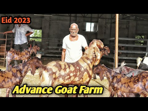 Advance Goat Farm || Farm visit 2023 || कुर्बानी वाले बकरे || - YouTube