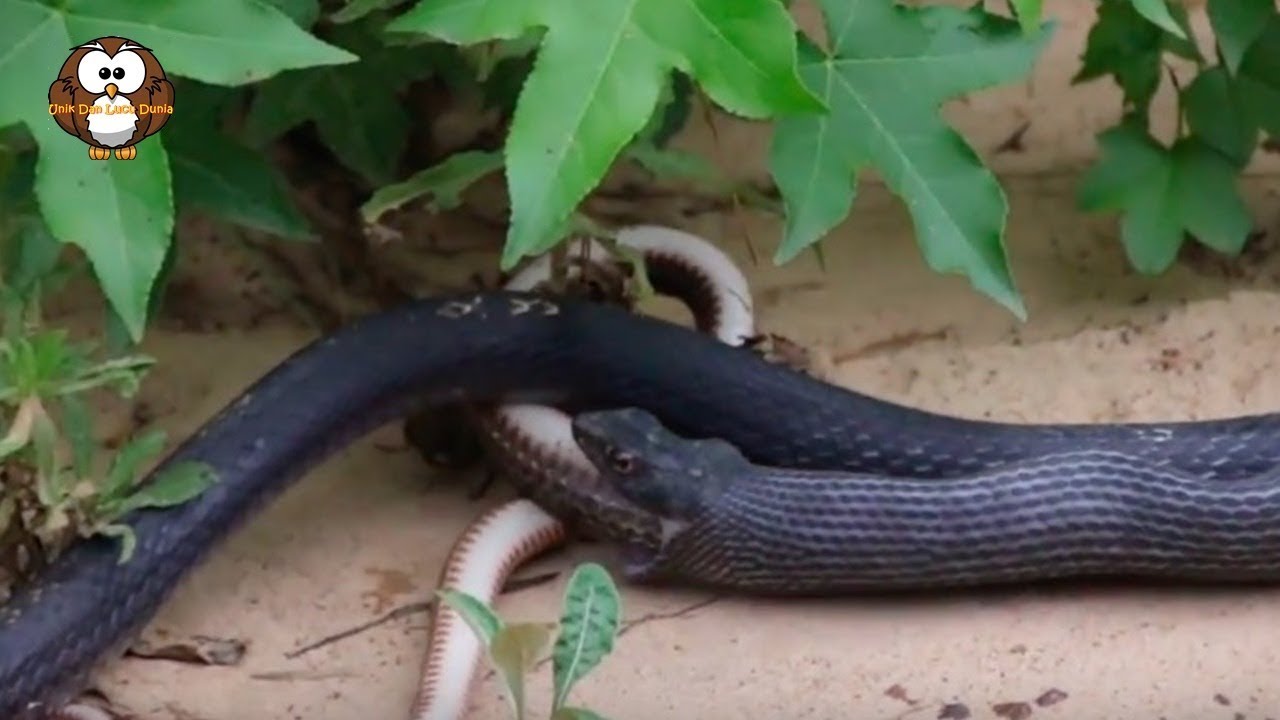 Ular ini Muntahkan Mangsanya yang Ternyata Masih Hidup, Hiiii - YouTube