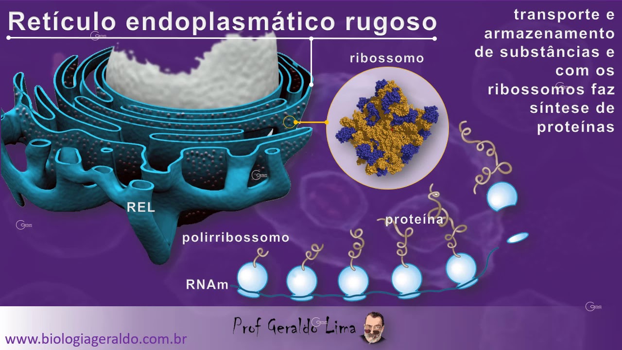 Retículo Endoplasmático Rugoso - YouTube