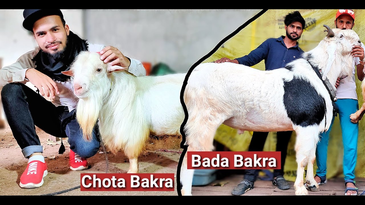 Bada Bakra and Chota Bakra 2020 - AL Aamir Khan | Mak Goat Farm Bhopal ...