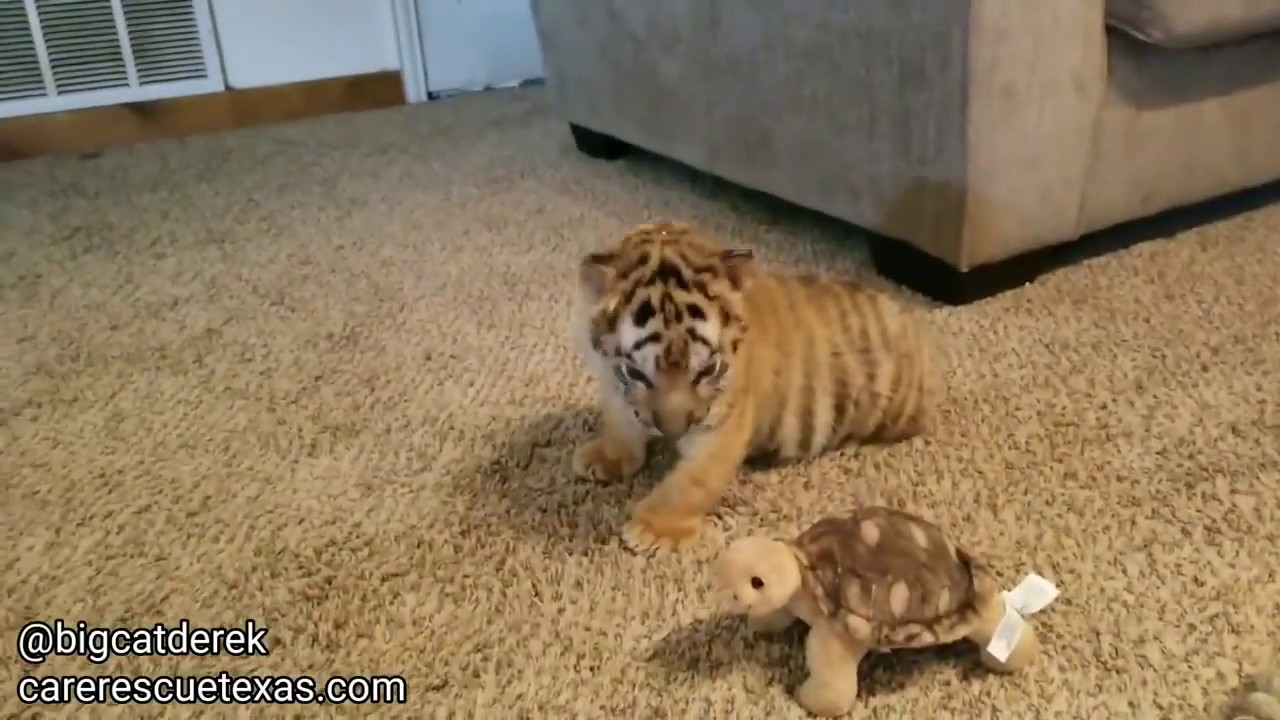 BABY TIGERS #harimau - YouTube