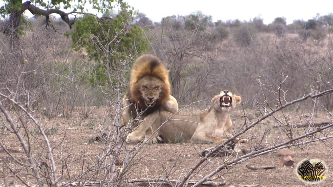 True lion Love - YouTube