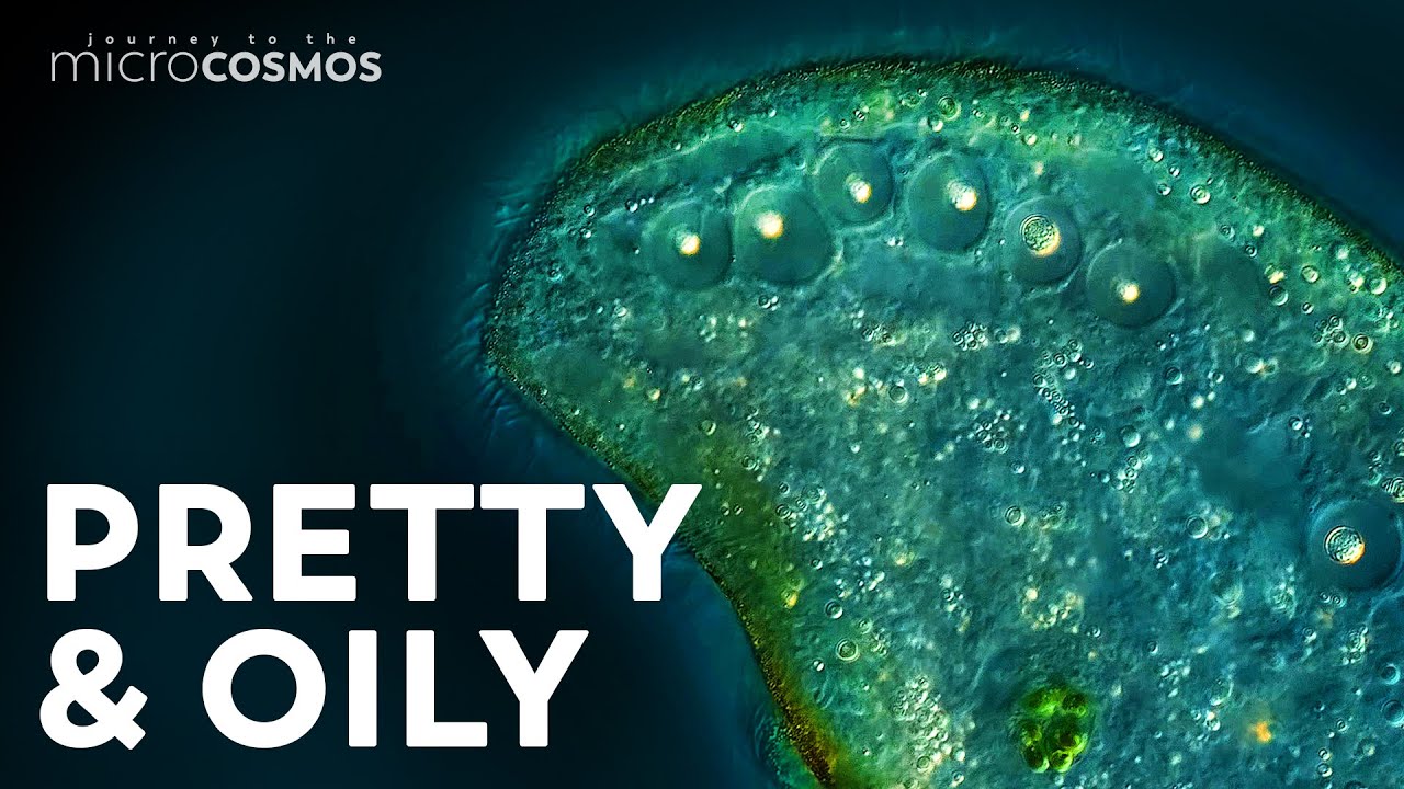 We Dipped Our Lens in Oil to See More Detail - YouTube