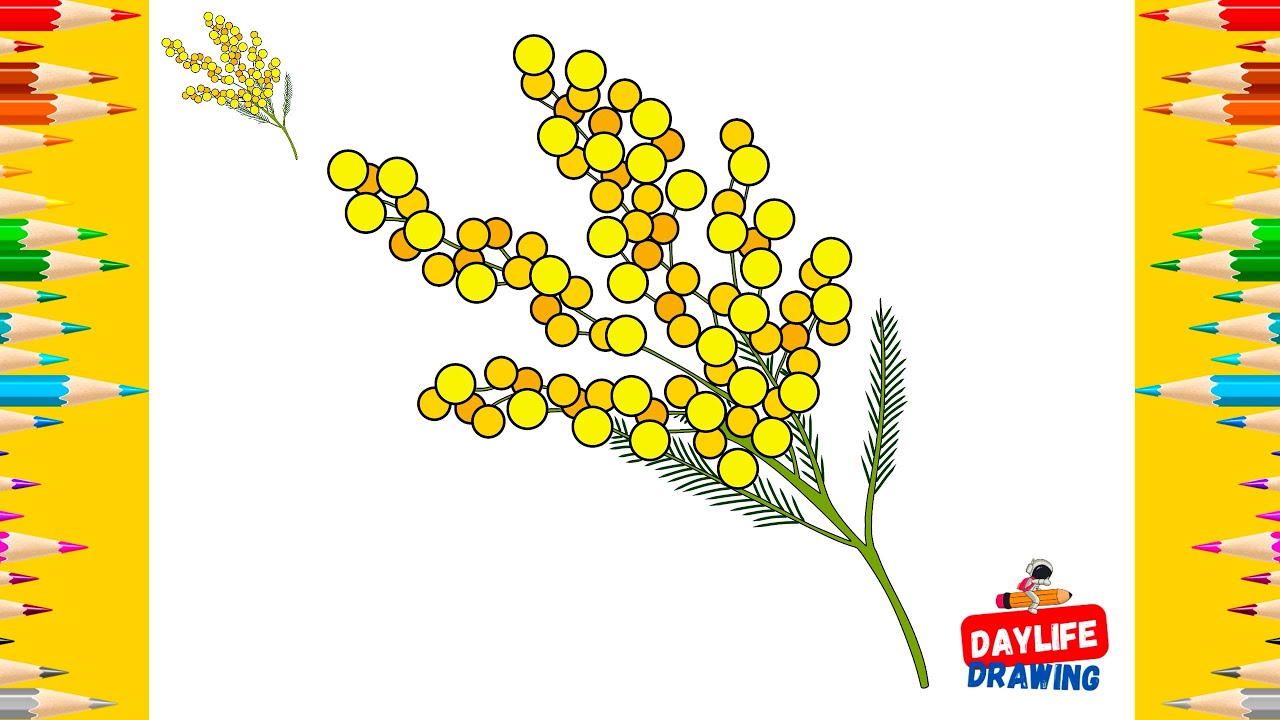 How to Draw a Golden Wattle Flower | Step by Step Flower Drawing ...