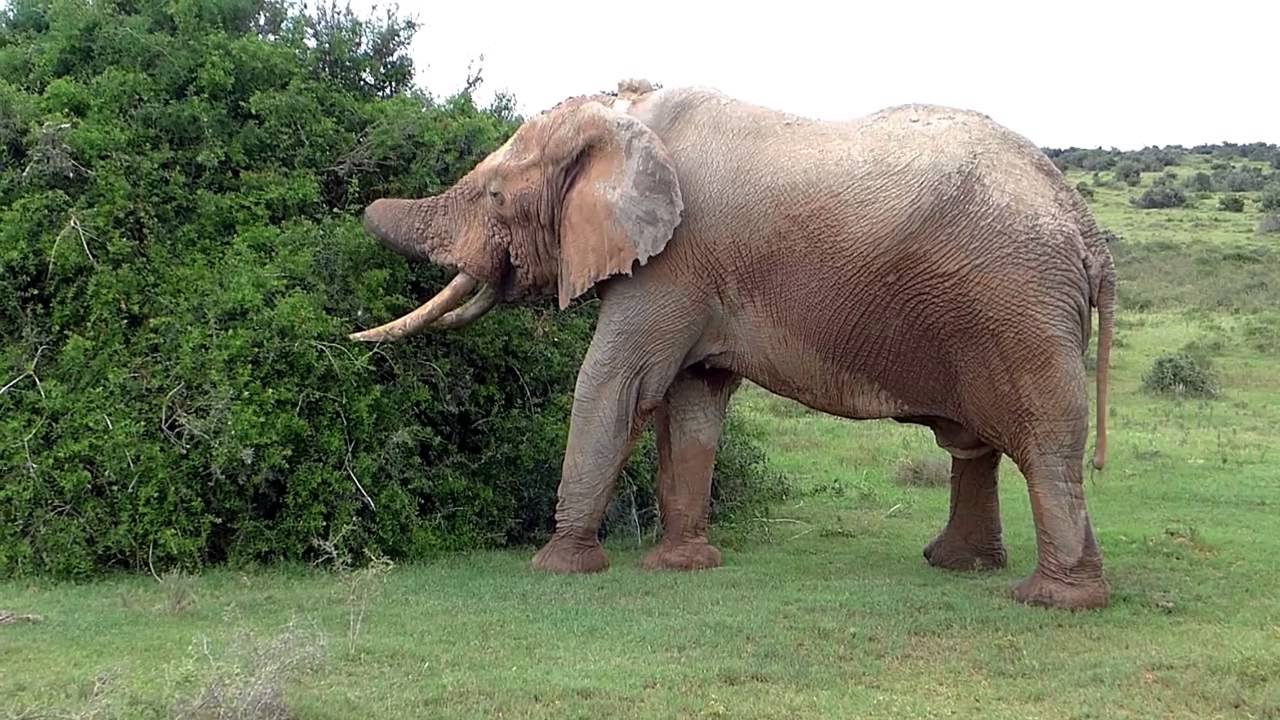 Addo, Valli Moosa 201411 - YouTube