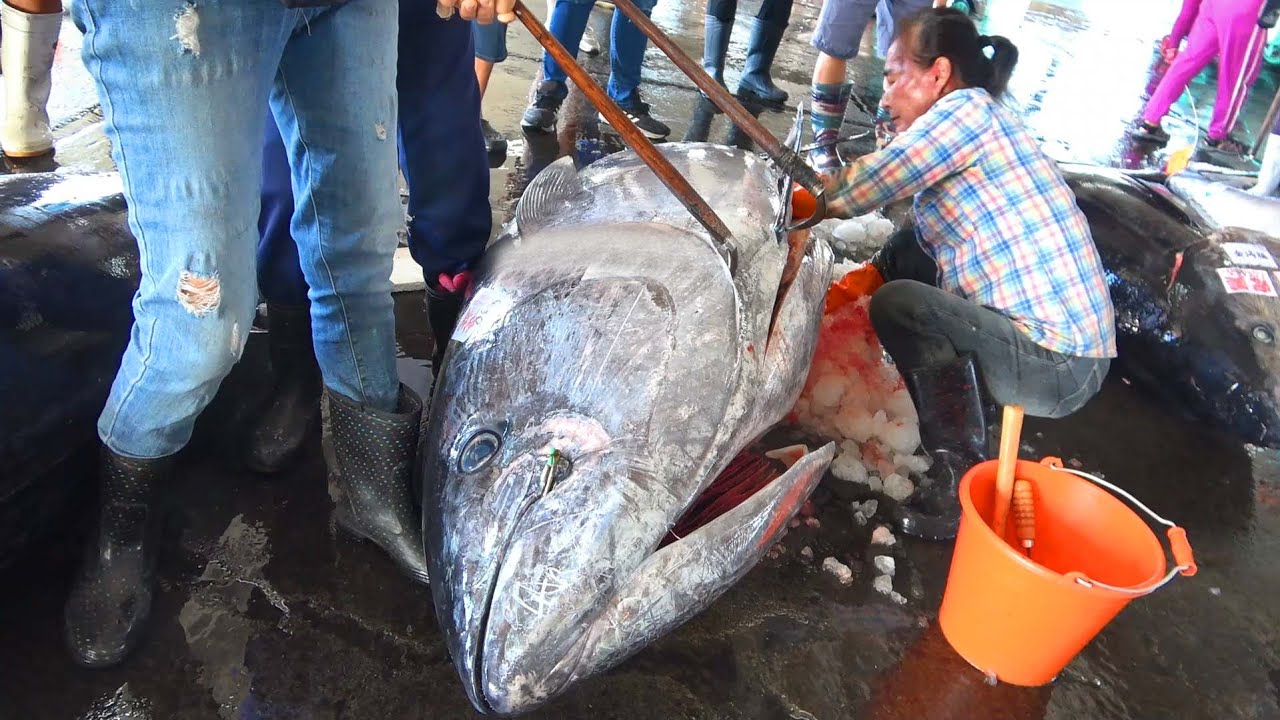 Epic 500-Pound Giant Bluefin Tuna Cutting for Luxurious Otoro Sashimi ...