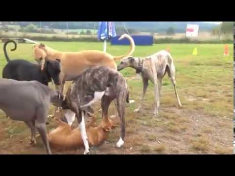 Many dogs romping around at the dog training field - Funny Clip - YouTube