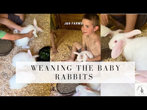 Weaning Baby Rabbits - 6 Weeks Old and So Big! - YouTube