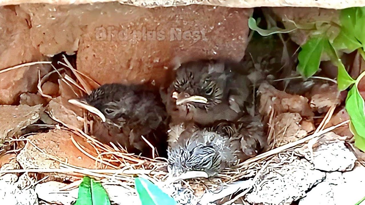 Brown rock chat bird babies feeling comfortable after eating || Bird ...