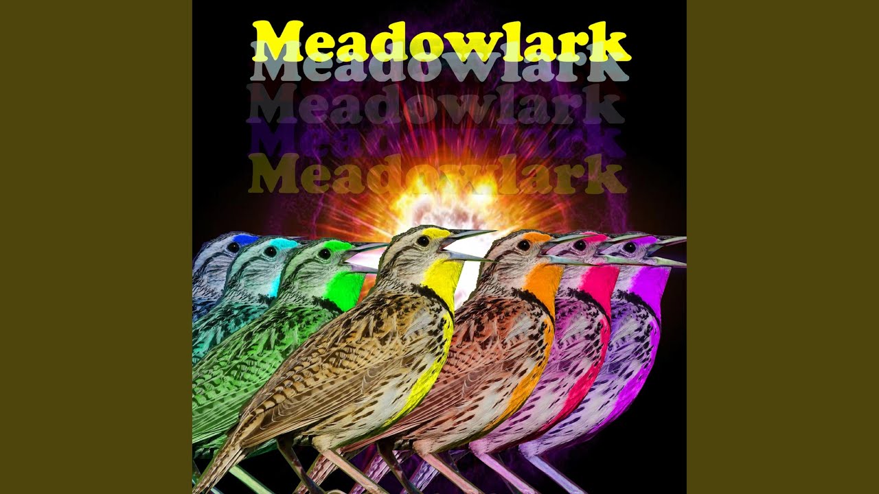Meadowlark - YouTube