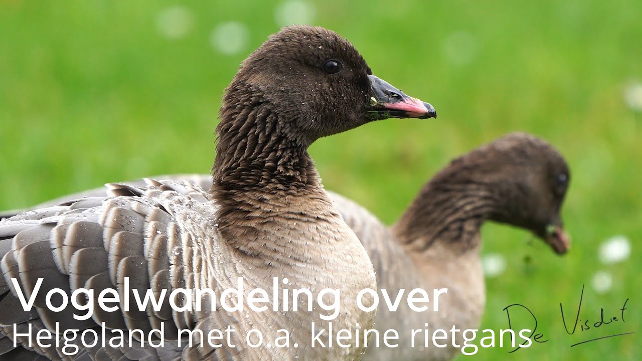 Vogelwandeling over Helgoland met kleine rietganzen #1656 - YouTube