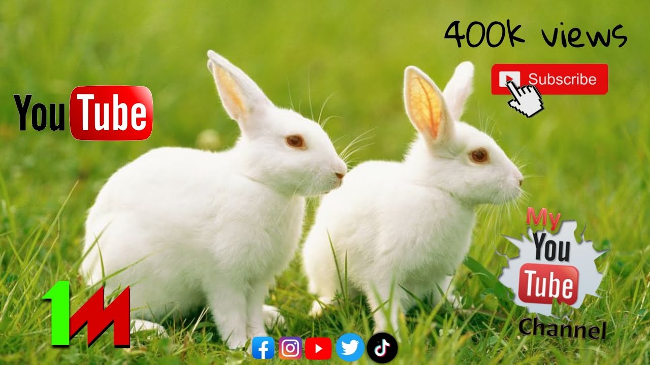 Animal sounds(Rabbit_khorgosh)। Rabbit sounds Effects - YouTube