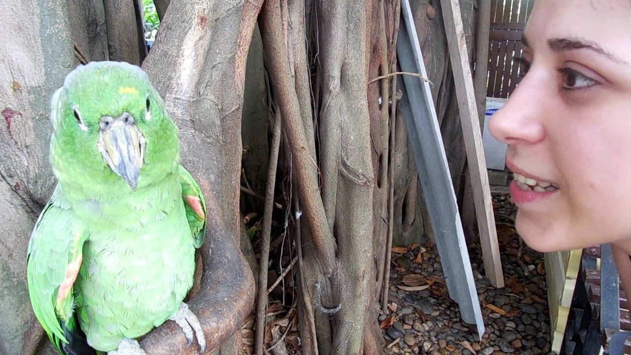 Lara, the Scaly Naped Amazon Parrot from Colombia - YouTube