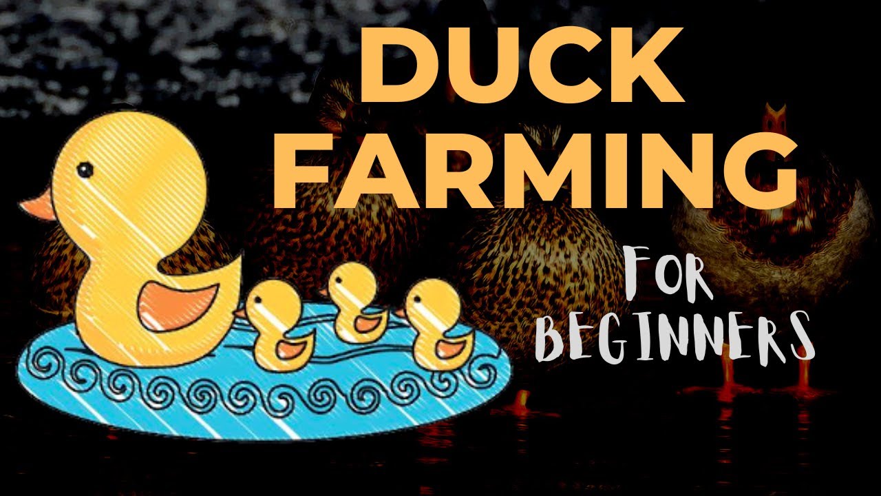 Duck Farming Guide For Beginners - YouTube