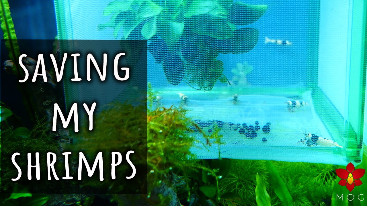 I have to save my shrimps ASAP + exciting news! - YouTube