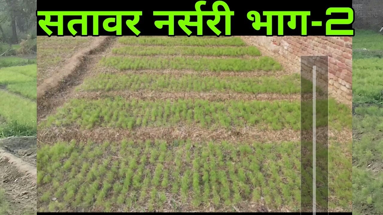 Nepali Shatavari ki kheti ke liye kheto ki urvark sakti badaye aise ...