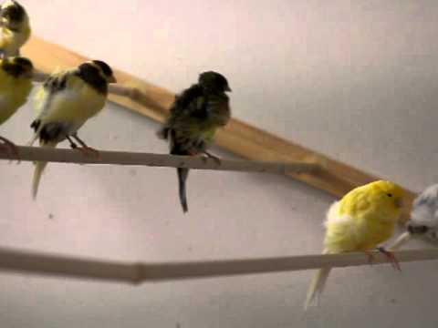 King of the Frill Canaries.MOV - YouTube