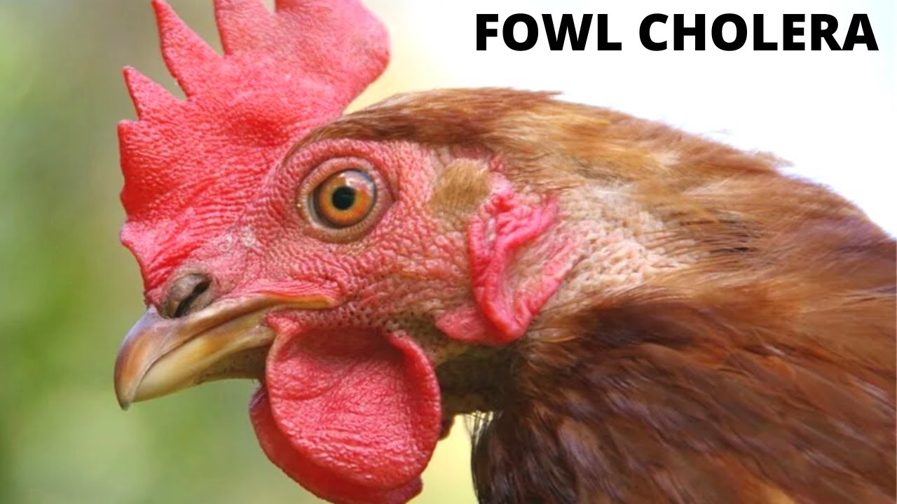 Fowl Cholera. Signs, Prevention and Treatment. - YouTube