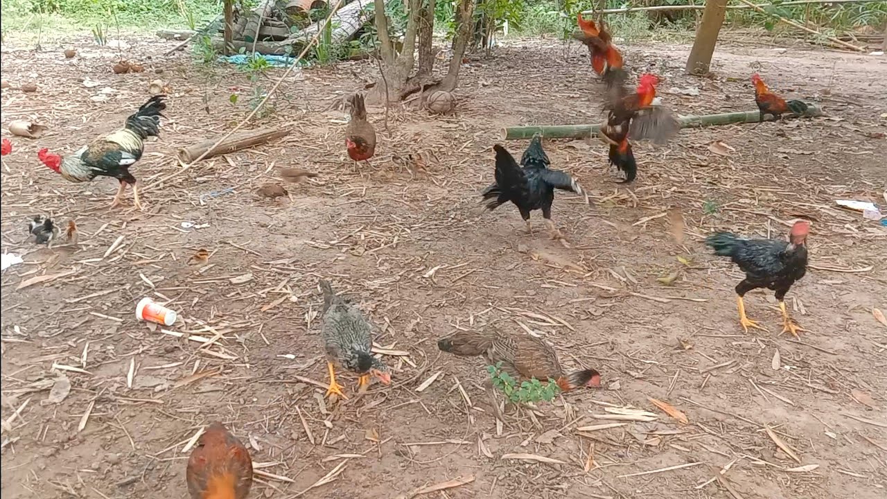 Chicken- They fight for food for a while | The hen runs to attack the ...