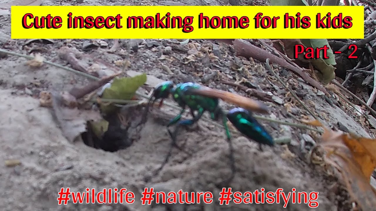 #cute #insect making home for his kids - #wildlife #nature - # ...
