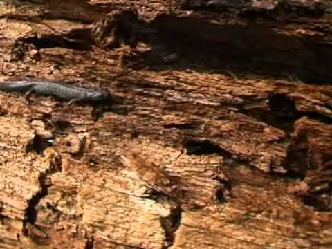 Triturus dobrogicus - Danube Crested Newt - Дунавски гребенест тритон ...