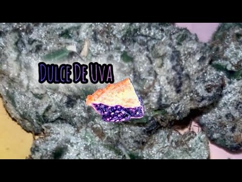 Dulce De Uva Strain Review 🥧 - YouTube