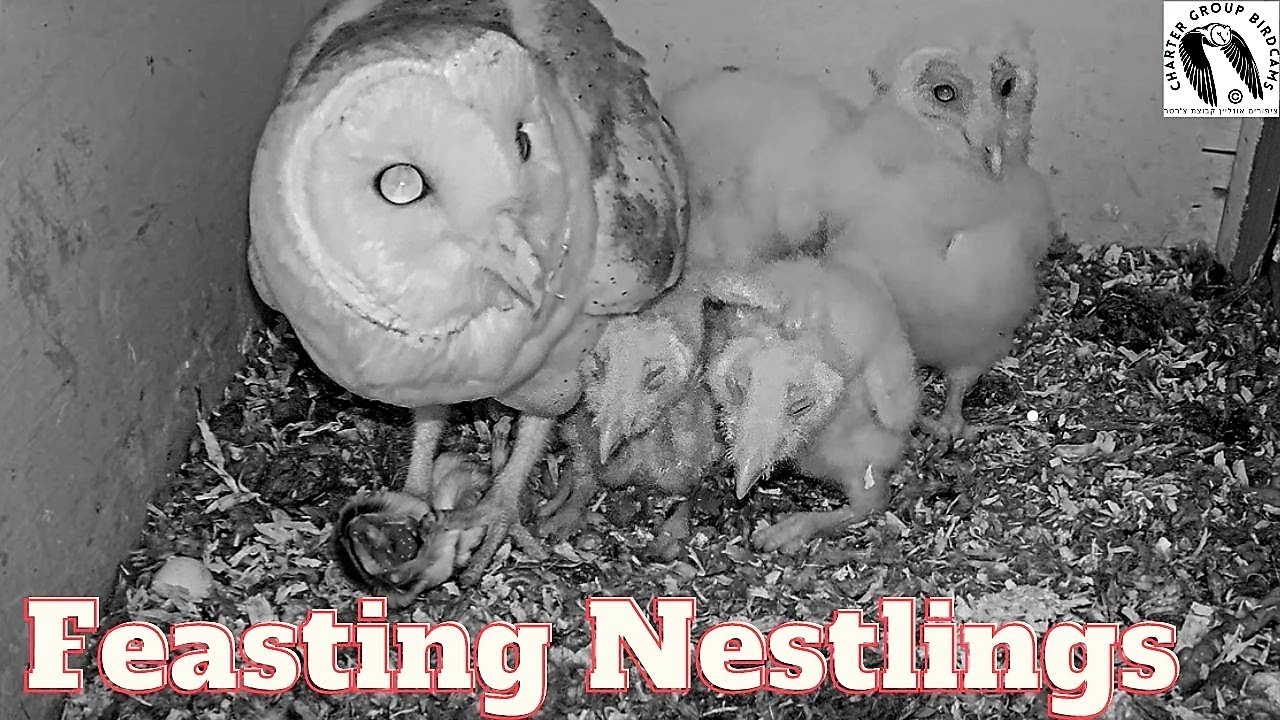 Nourishing the Next Generation: The Dietary Demands of Barn Owl ...