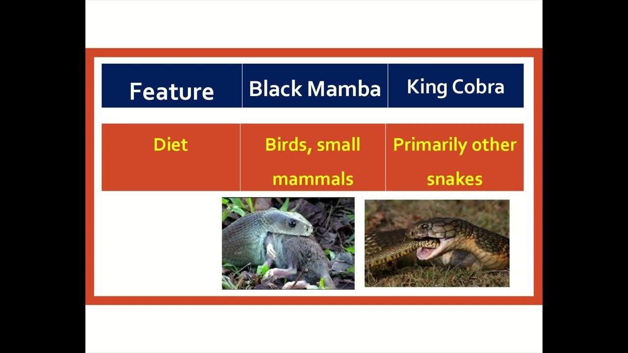 School Studies: What is the difference between Black Mamba -King Cobra ...