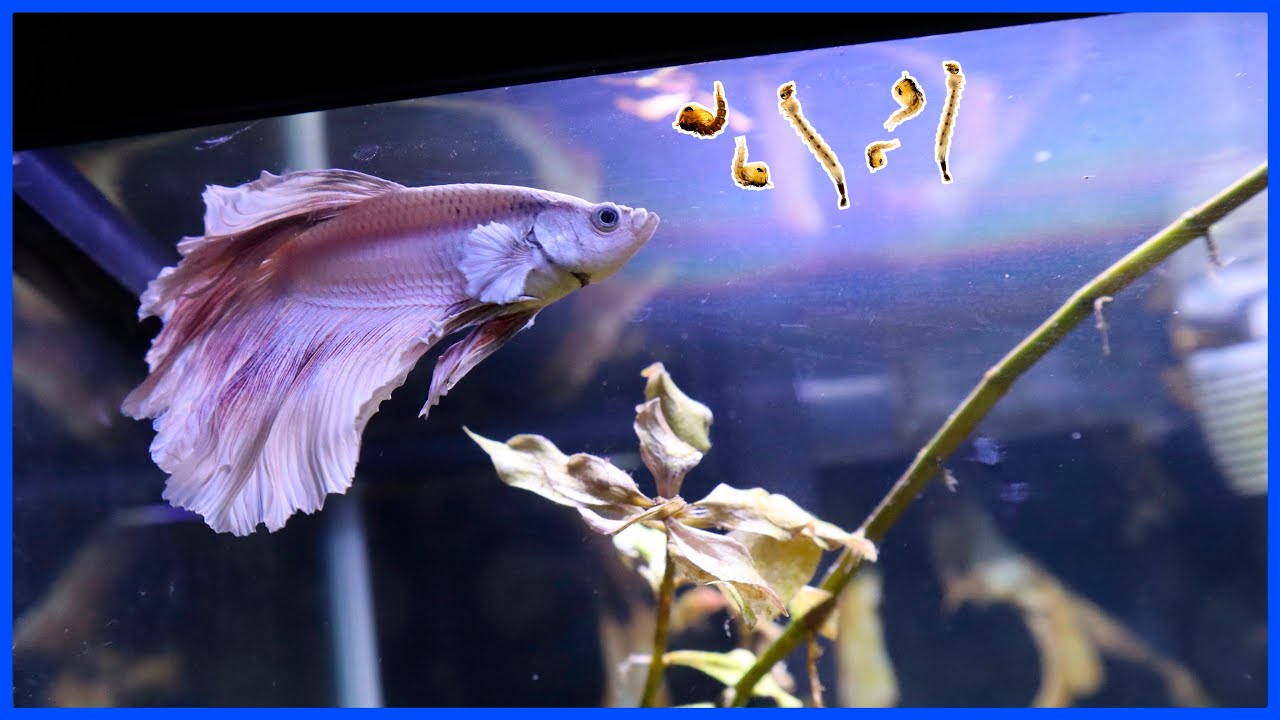 Feeding My Fish Mosquito Larvae From My Pond! - YouTube