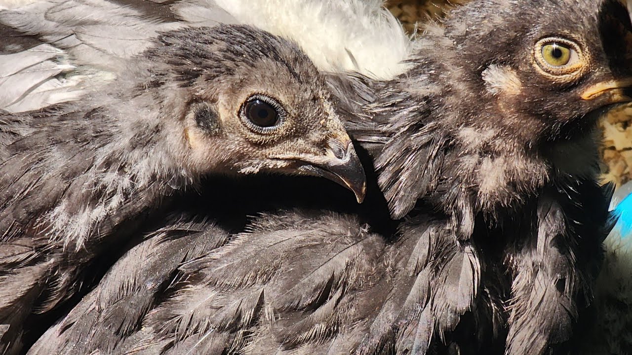 What chicken behavior can teach us about ourselves. - YouTube