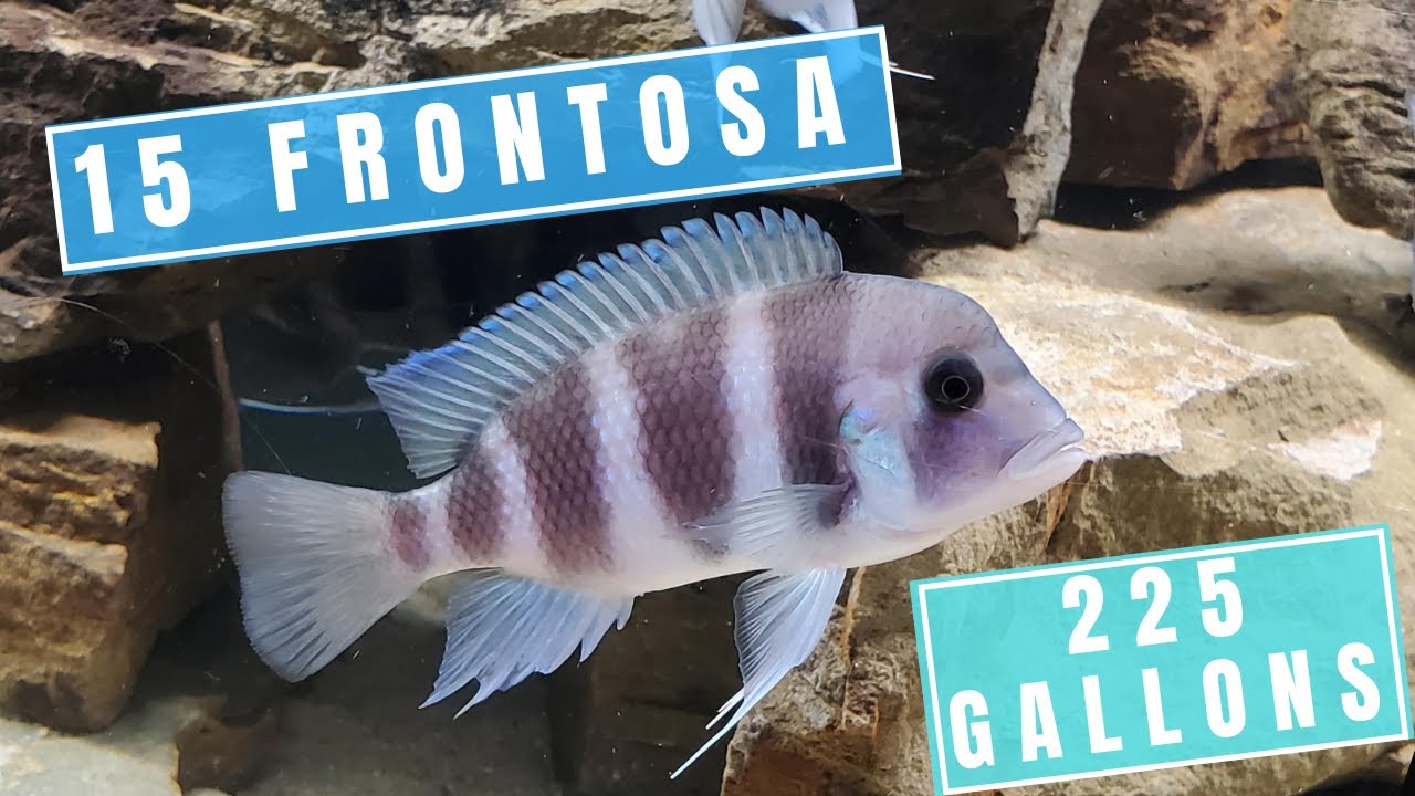 New Frontosa Tank! Huge 225 Gallons - YouTube
