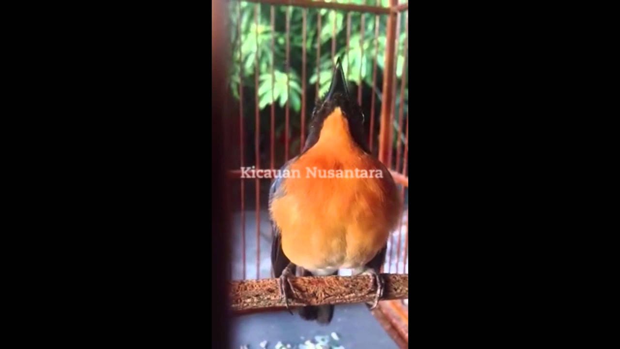 Suara Burung Sulingan | Masteran | 2015Mp4 - YouTube