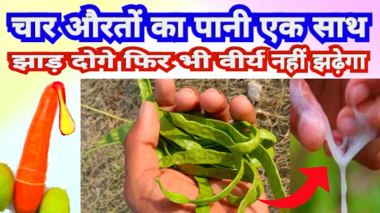 विलायती बबूल की फली आयुर्वेदिक औषधीय गुण से भरी है। vilayati babool ke ...