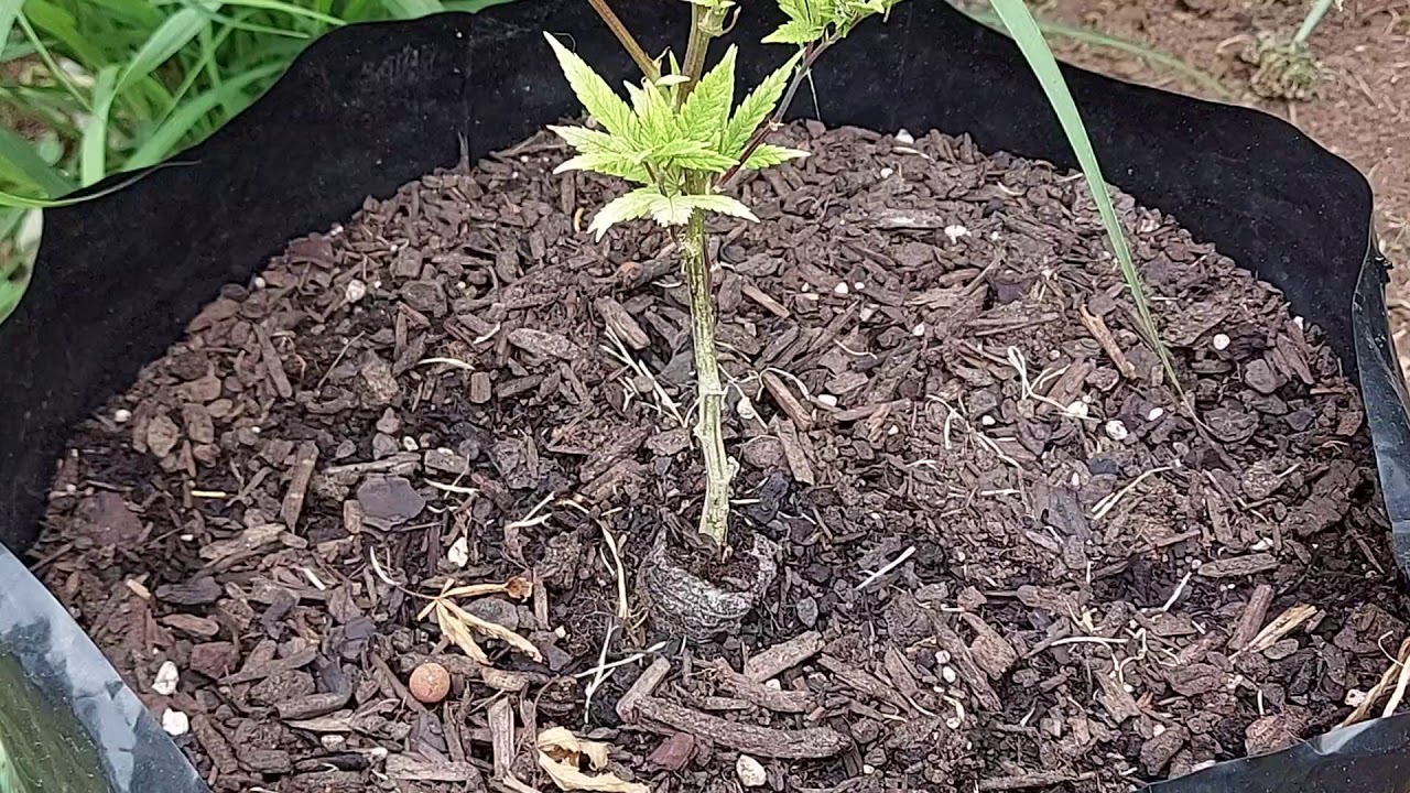 big outdoor cannabis plants - YouTube