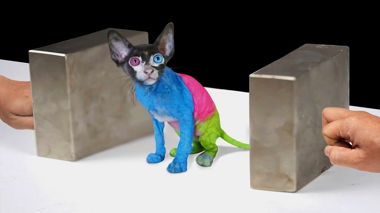 Super Magnets meets Cat [ TRY NOT TO GET SATISFIED ! 😍 ] - YouTube