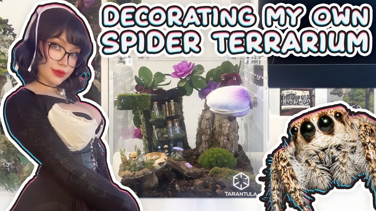 Decorating My Jumping Spider's Terrarium (Phidippus Regius) | Nixxi Cat ...