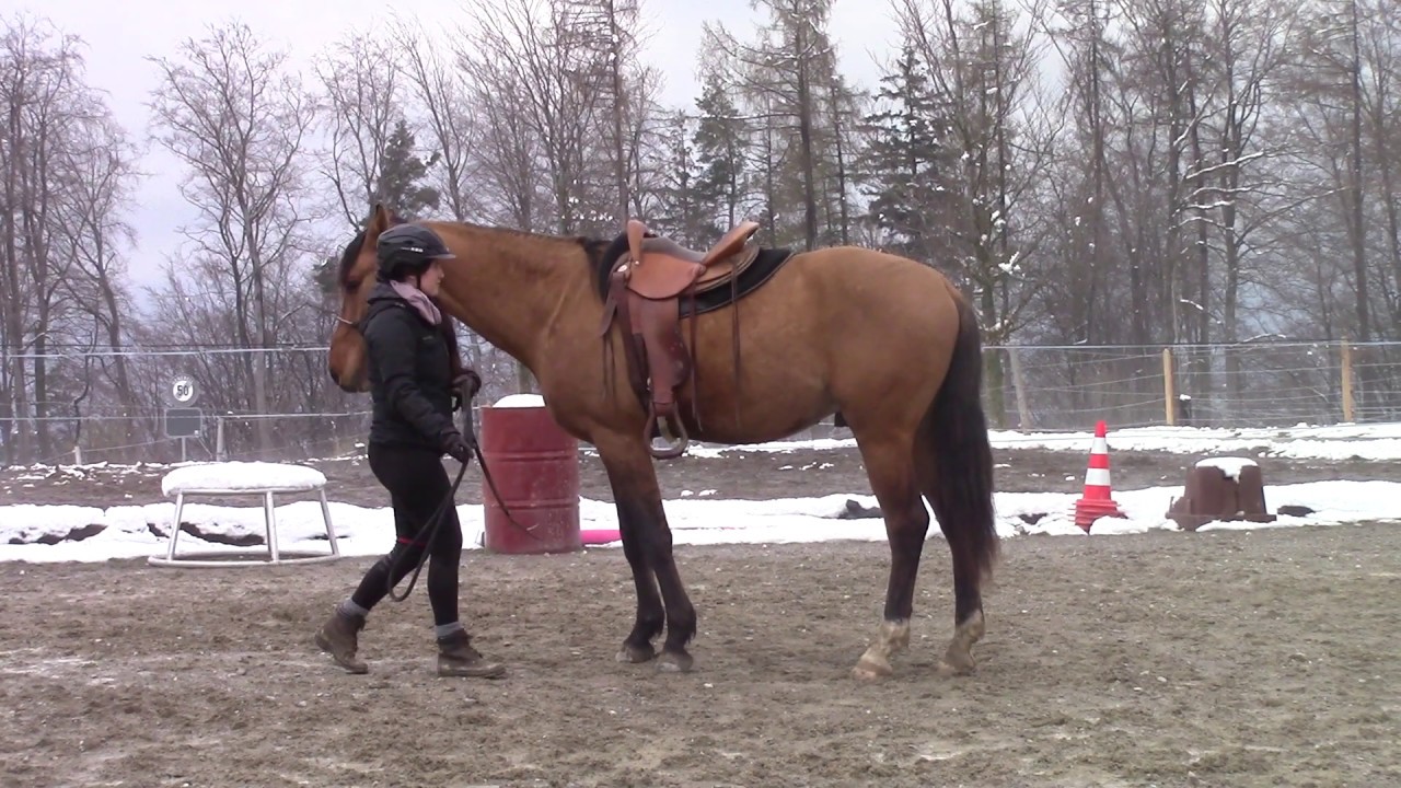 2019 04 05 Ringo erstmals aufsitzen mit Sattel - YouTube