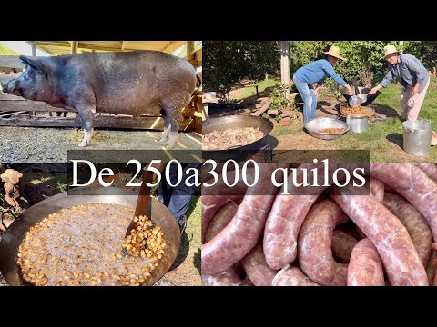 Um porco caipira🐖 gigante 100 Lts de banha muita carne de lata torresmo e linguiça fartura na roça…