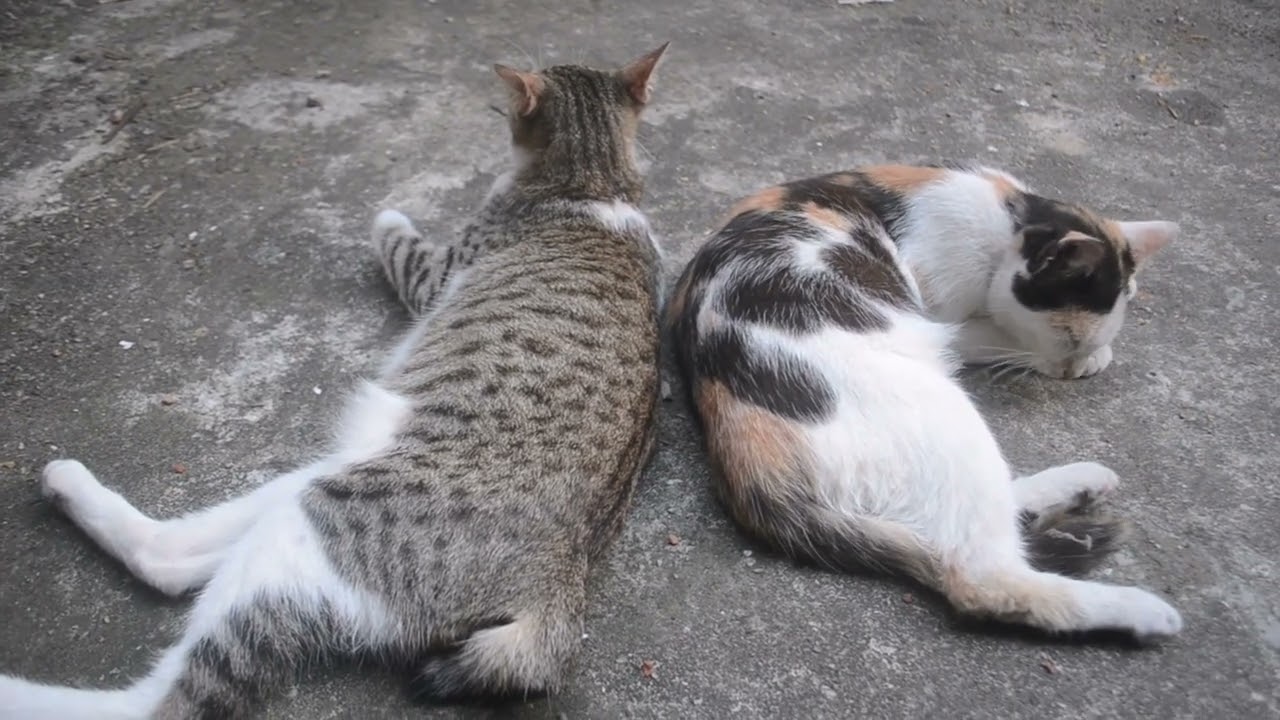 Puspin is Pusang Pinoy - YouTube